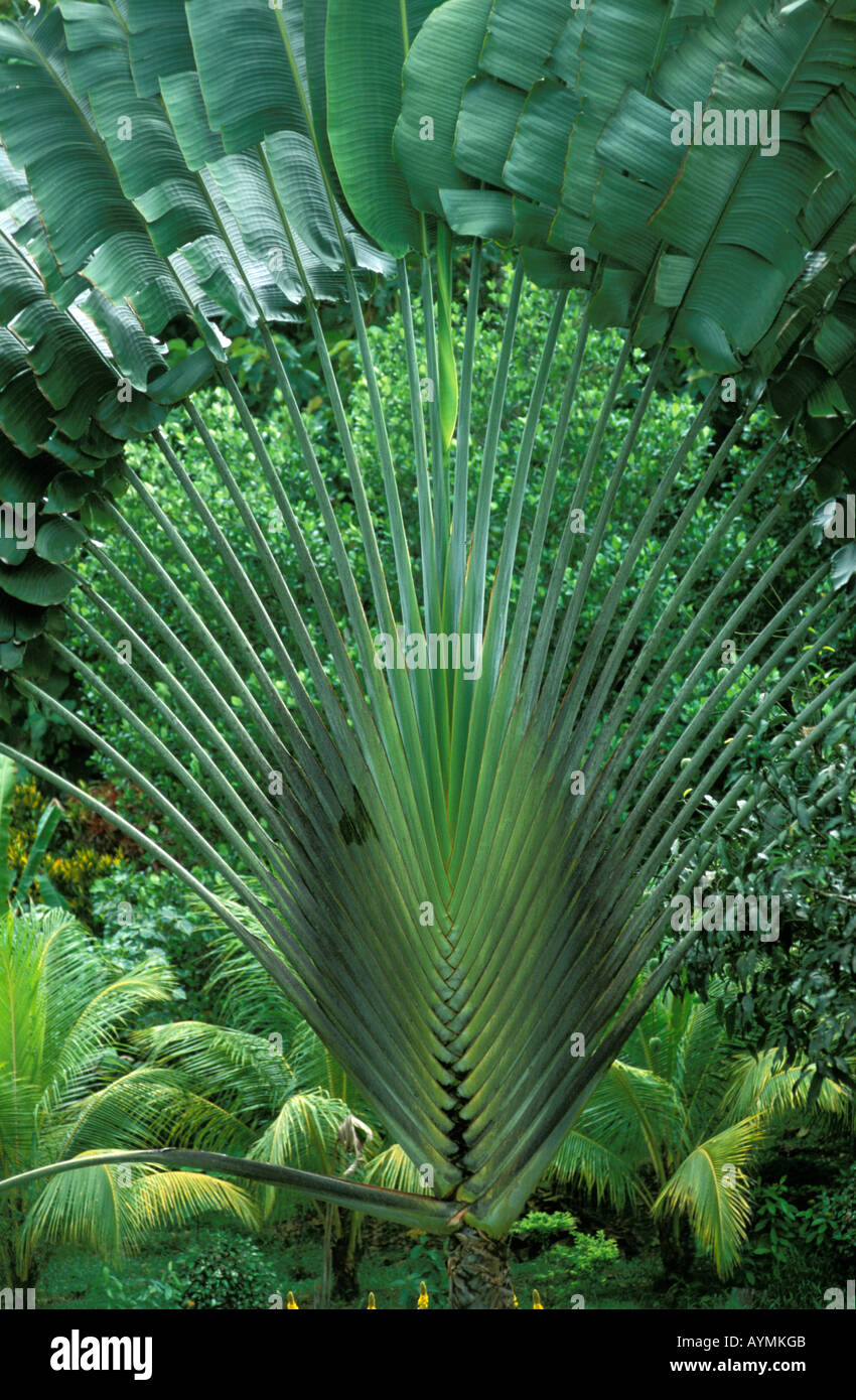 Sabah leaves of a fan palm Stock Photo - Alamy