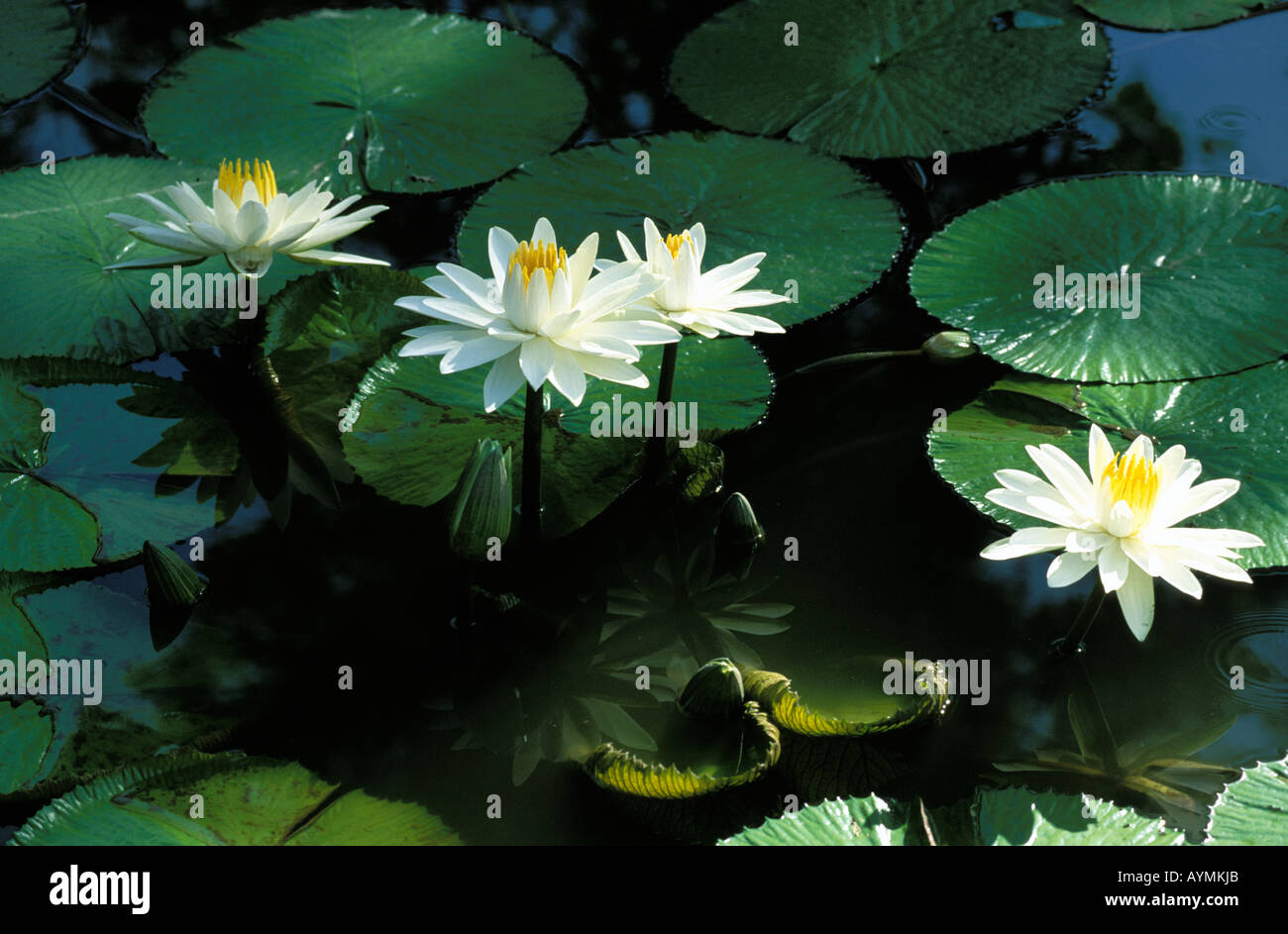 Sabah flowers of a water lily Stock Photo - Alamy