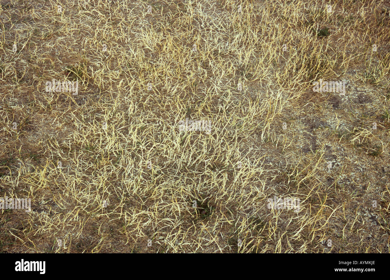 Parched grass verge hi-res stock photography and images - Alamy