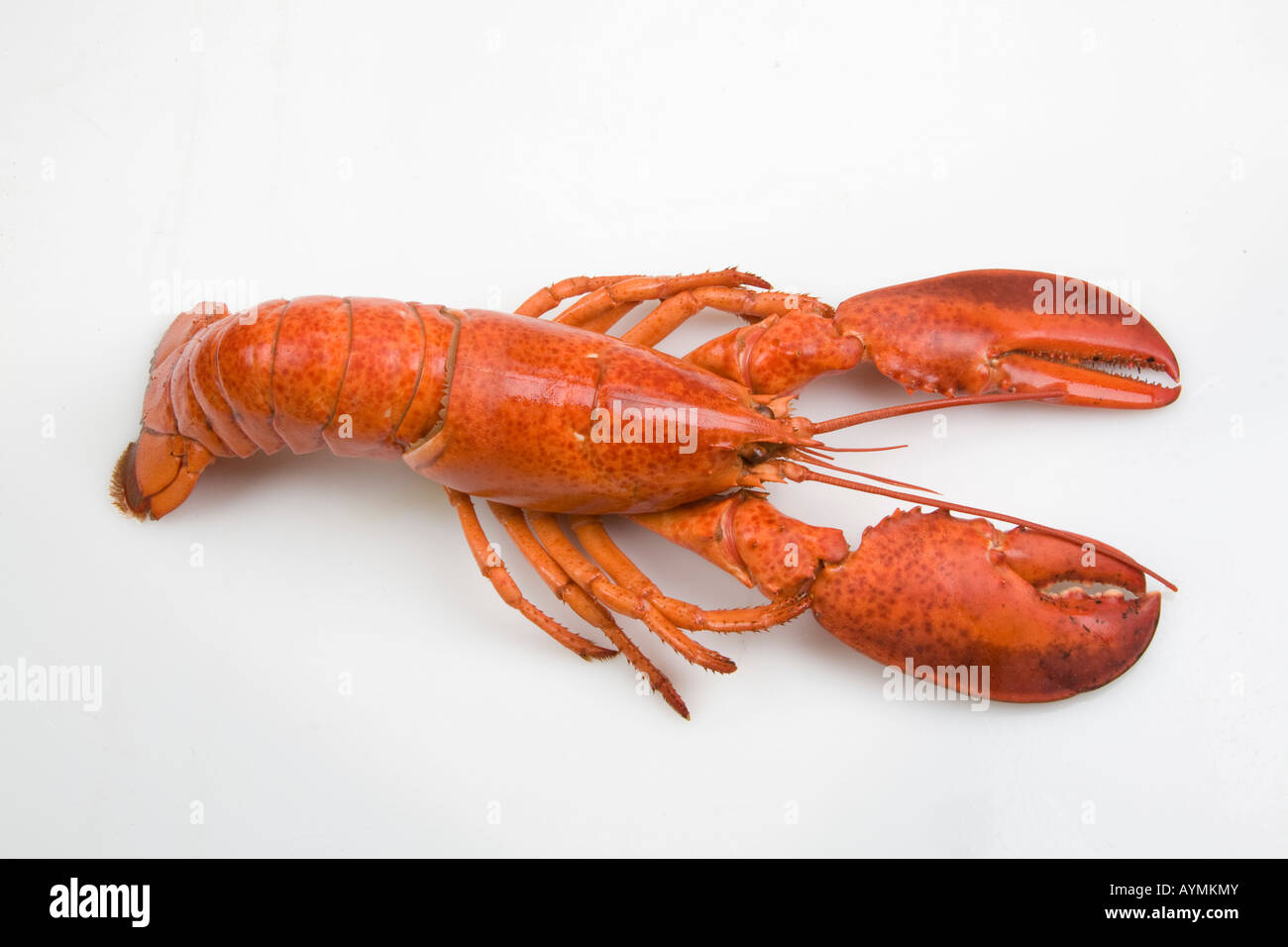 Cooked whole red lobster on white background. Horizontal Stock Photo ...