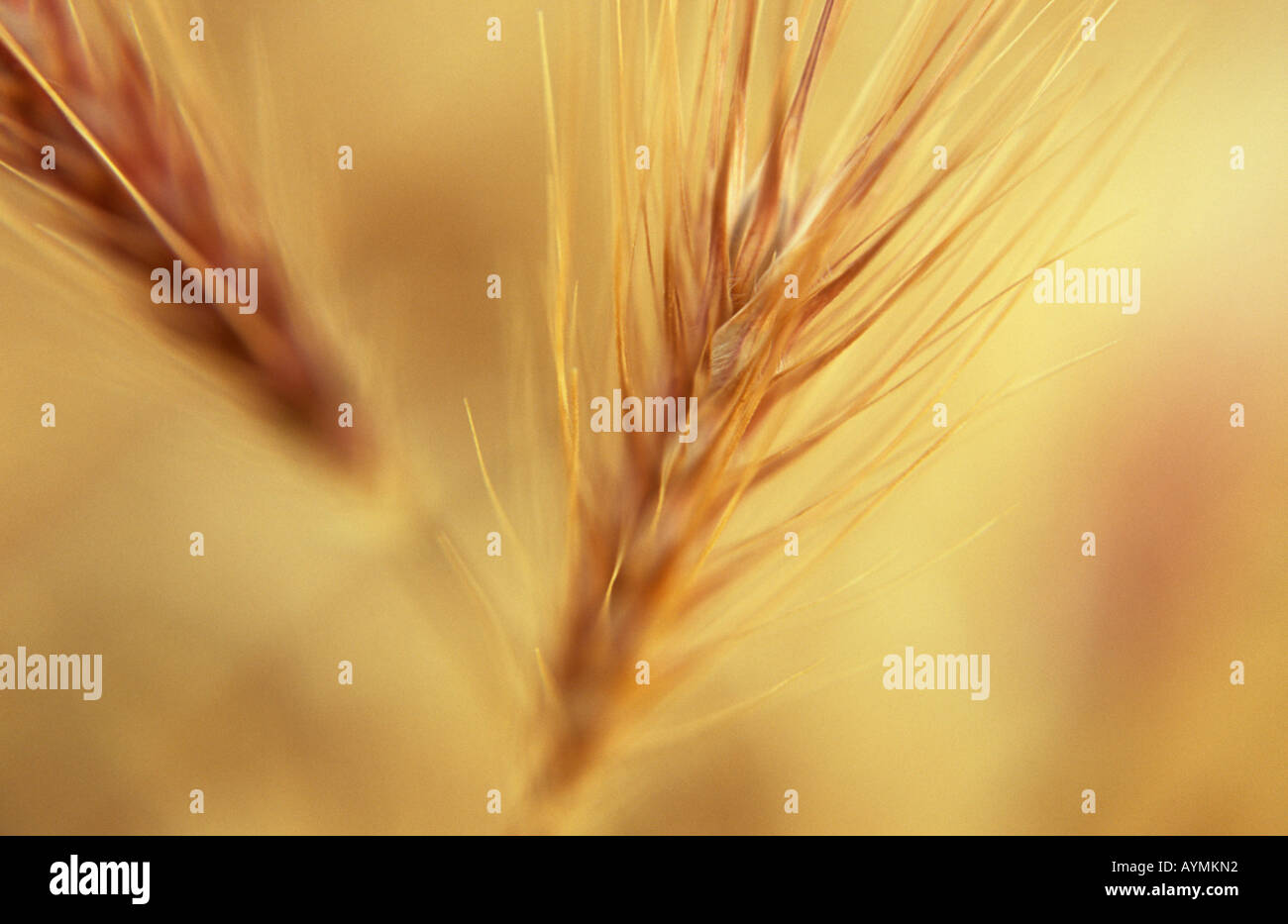 Close up of two heads of fully ripened pink and gold Wall barley or ...