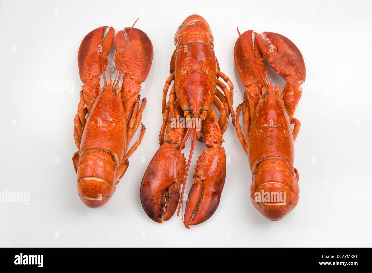 Cooked 3 whole red lobsters on white background. Horizontal Stock Photo ...