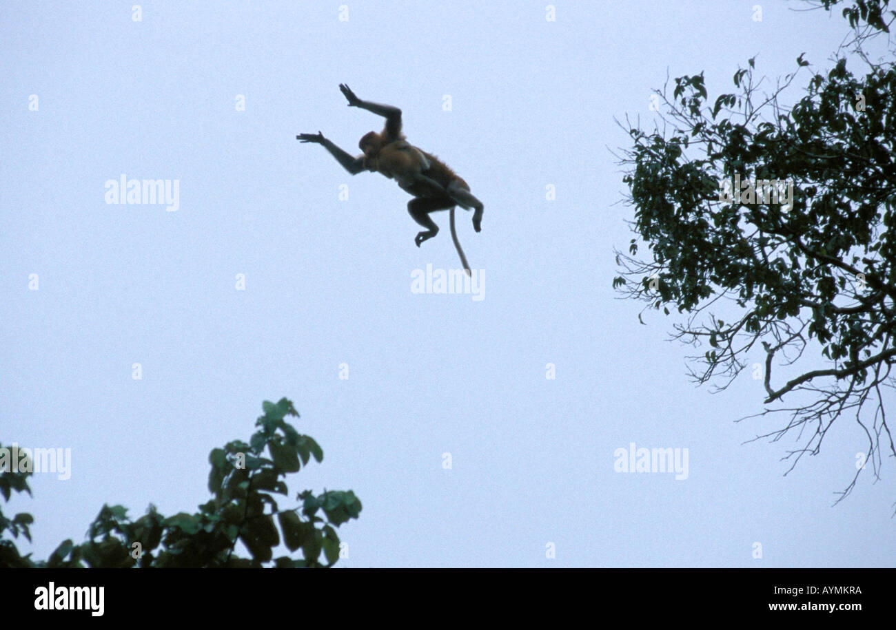 Sabah a proboscis monkey jumping Stock Photo - Alamy