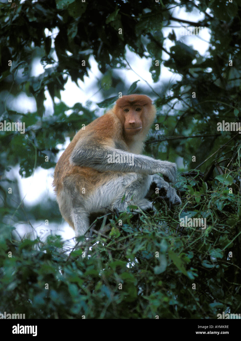 Orang belanda hi-res stock photography and images - Alamy