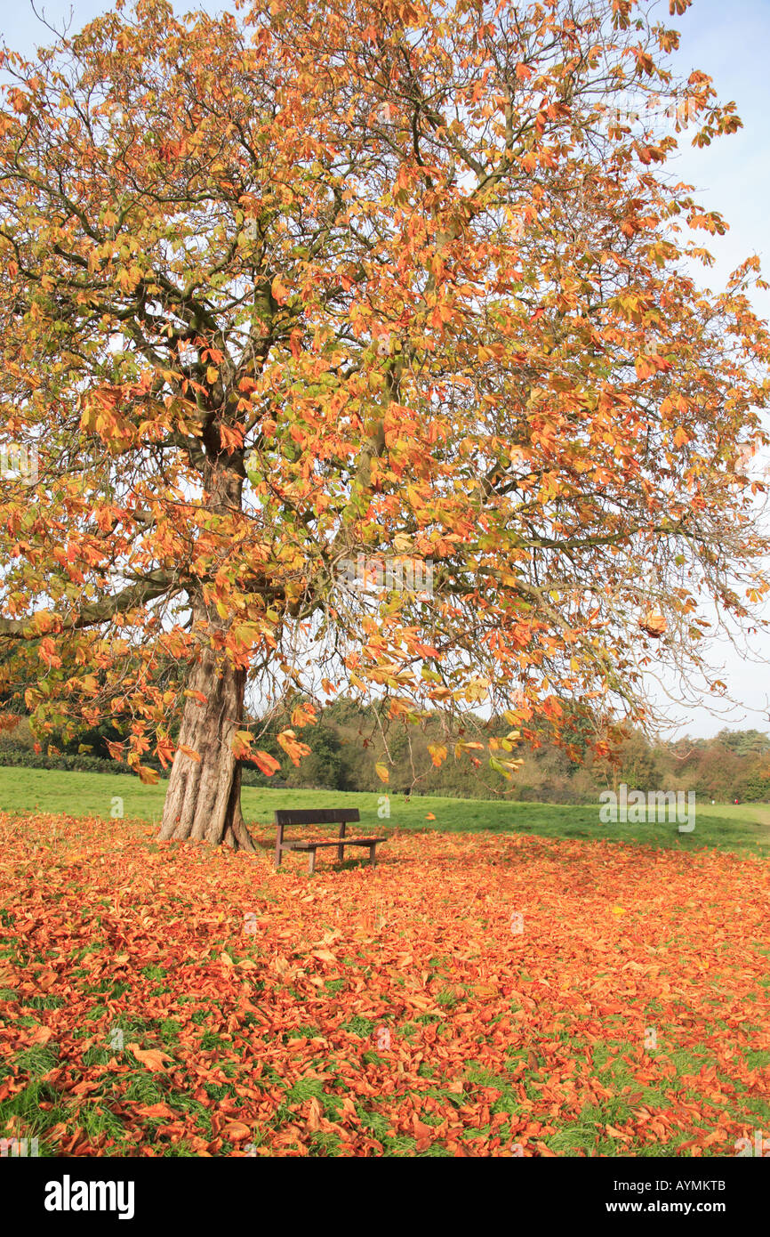 horse chestnut tree fall autumn leaves harpenden common uk park bench ...