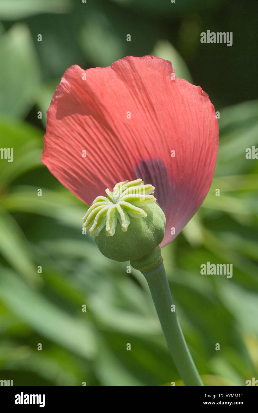 Poppy flower seed head hi-res stock photography and images - Alamy