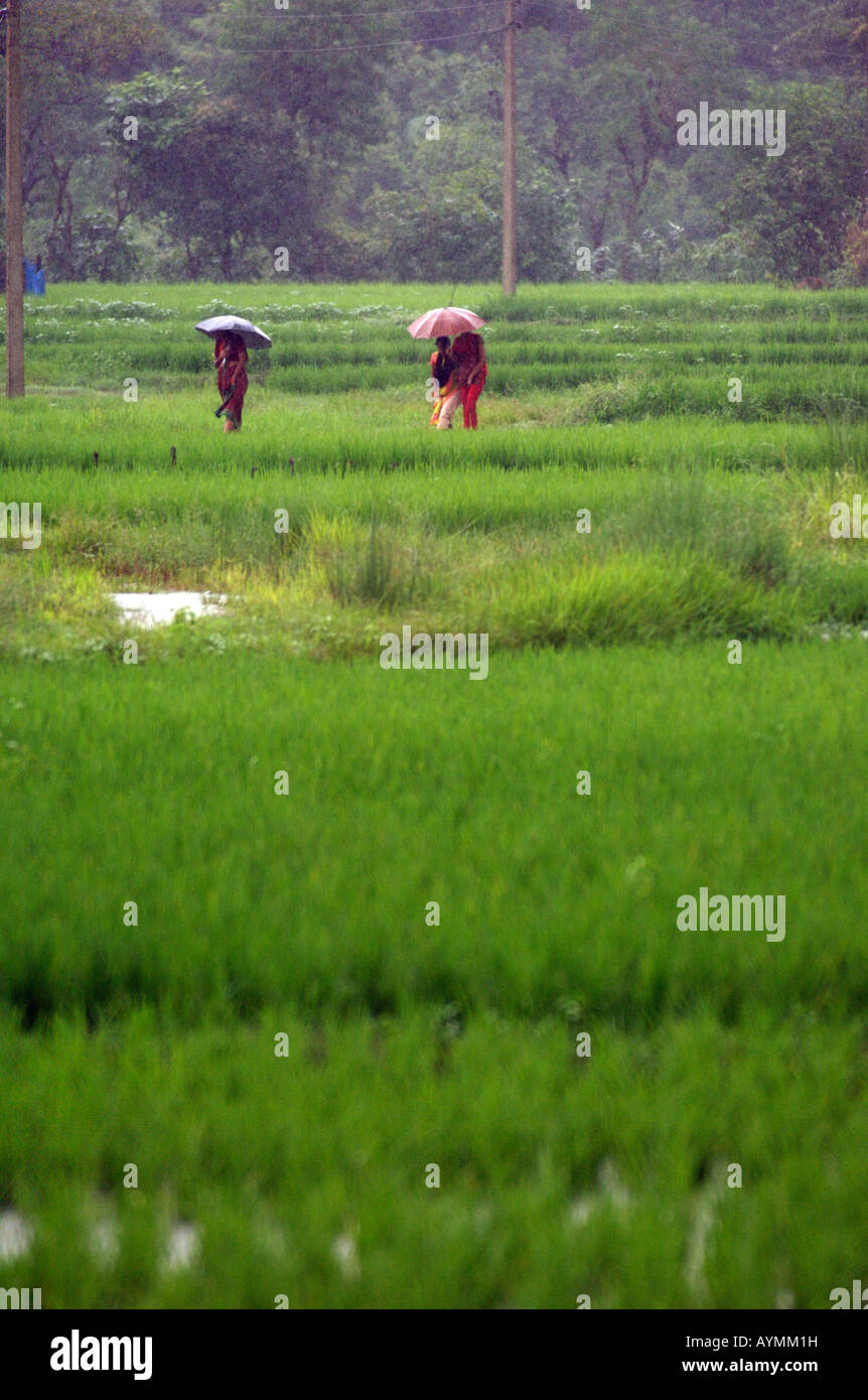 Monsoon season in the South Eastern Tarai plains which stretch the ...
