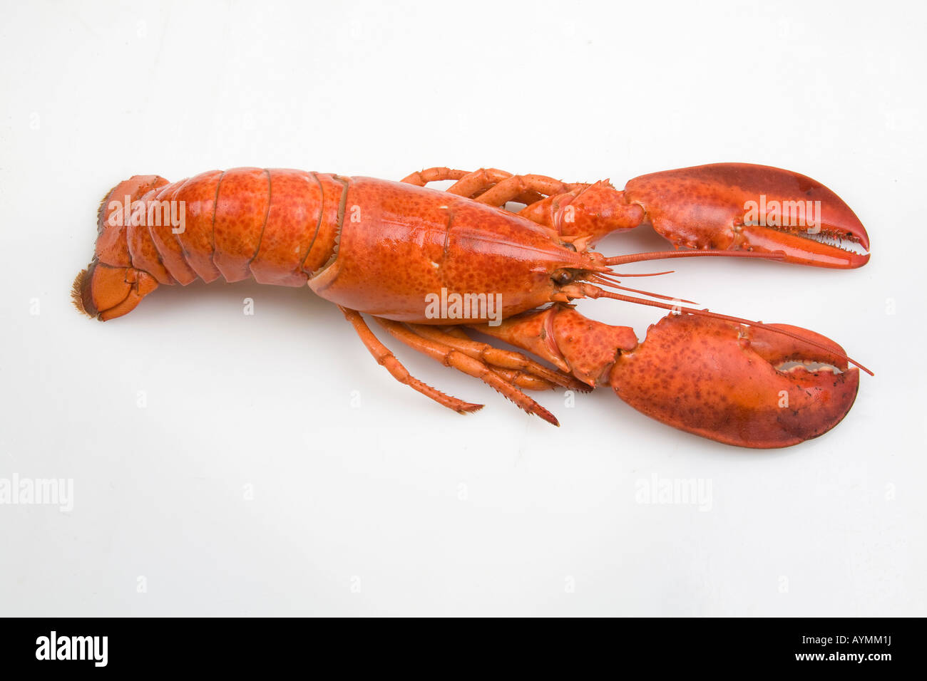 Cooked red lobster on white background. Horizontal Stock Photo - Alamy