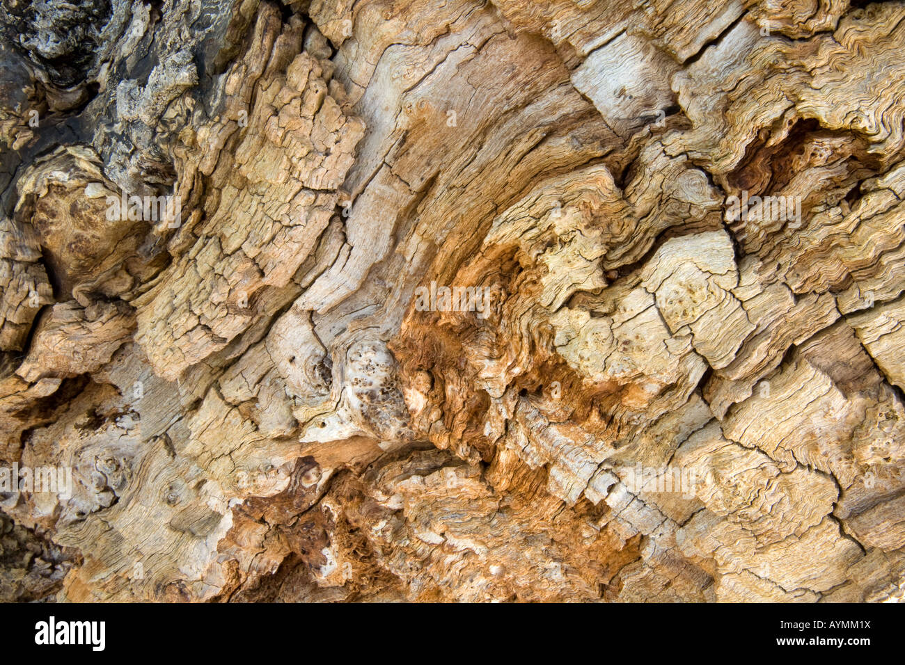 Convoluted texture hi-res stock photography and images - Alamy
