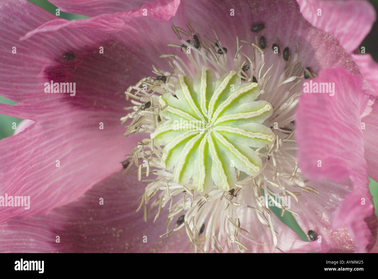 Poppy flower seed head hi-res stock photography and images - Alamy