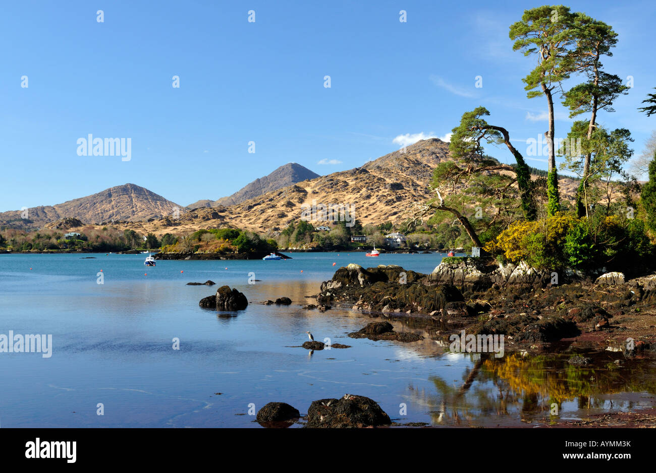 Rugged coastal scenery under a clear blue sky along the beara peninsula ...