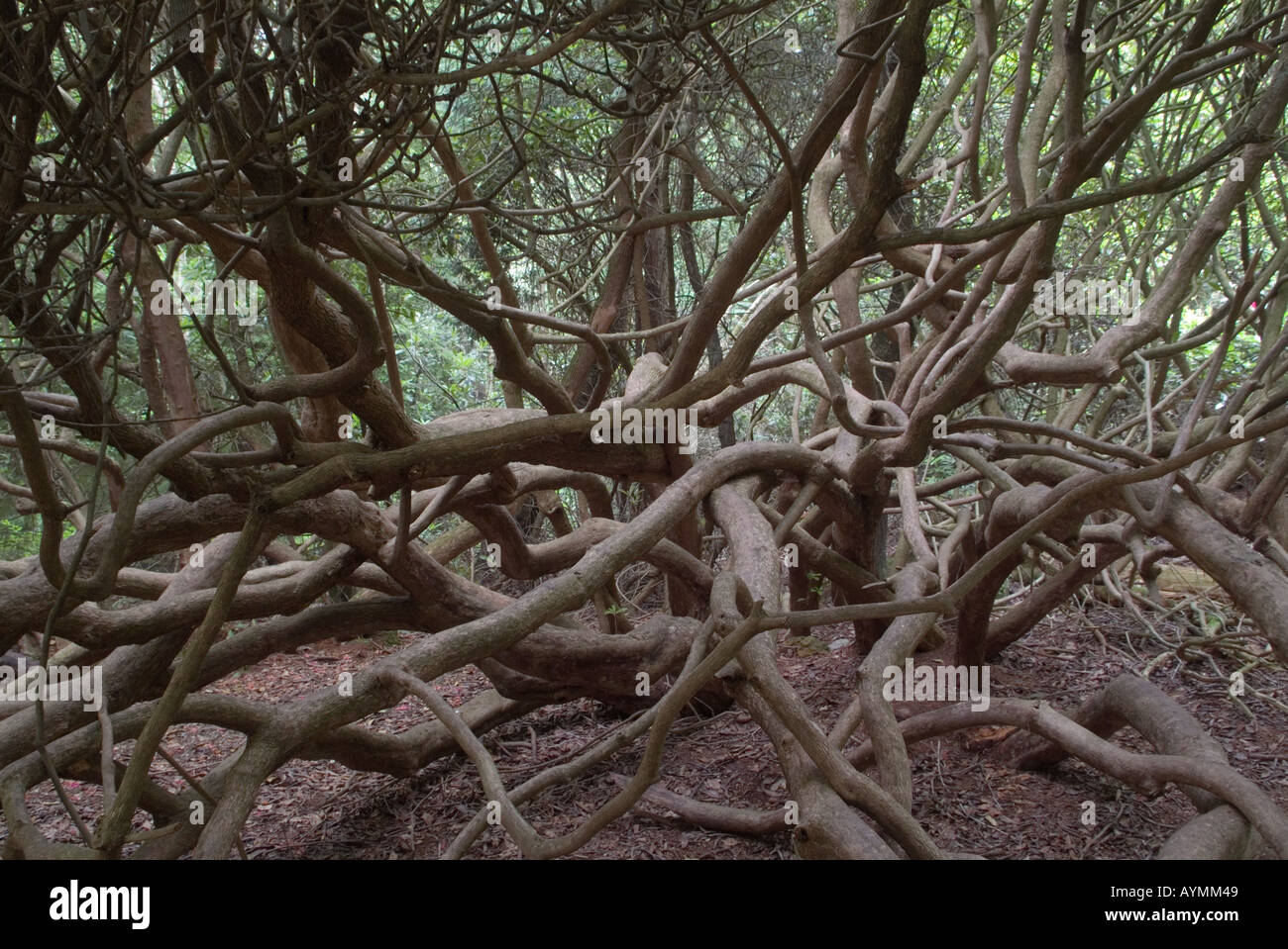 Tangled stems hi-res stock photography and images - Alamy