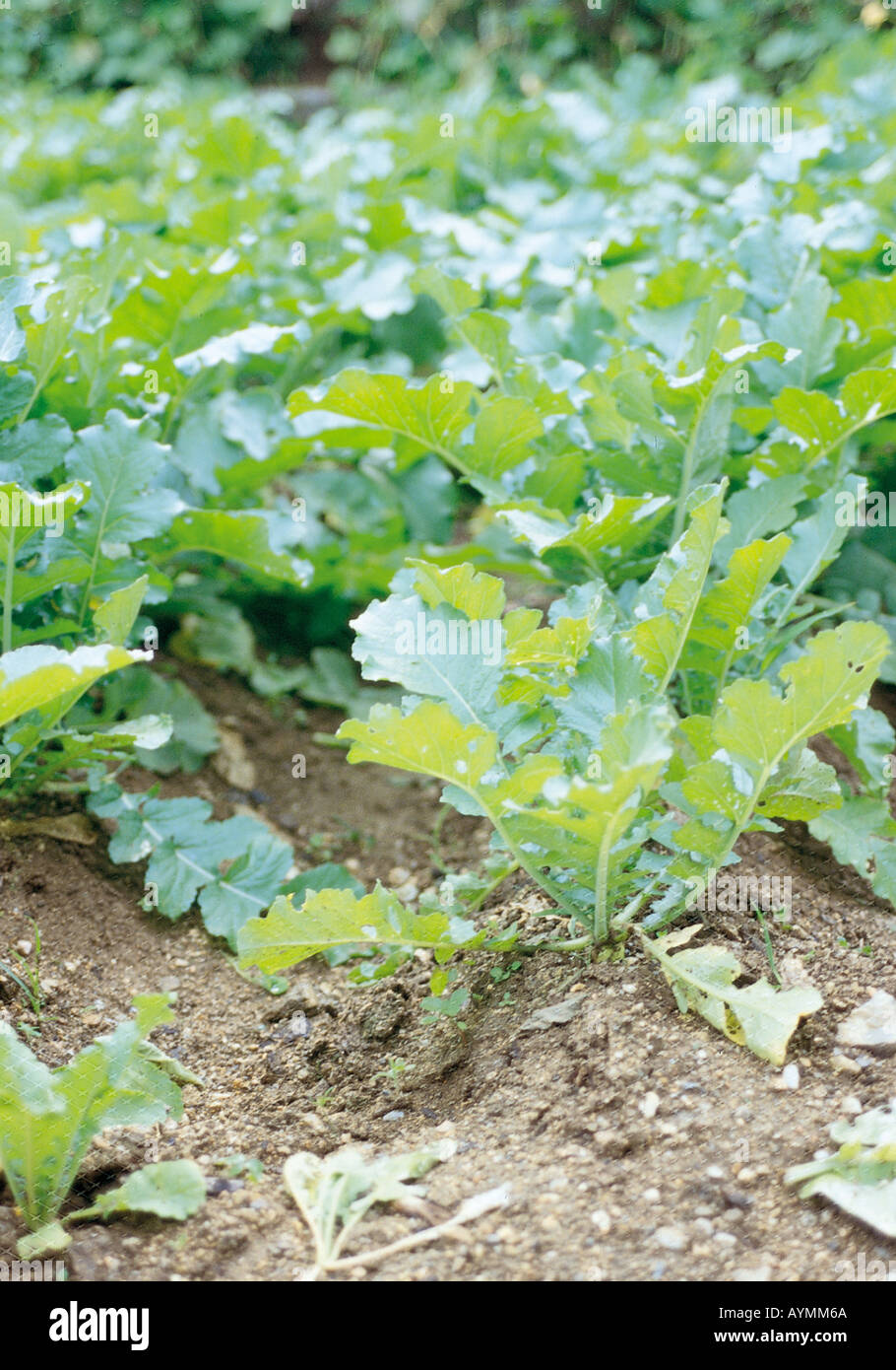 Bearing vegetables hi-res stock photography and images - Alamy