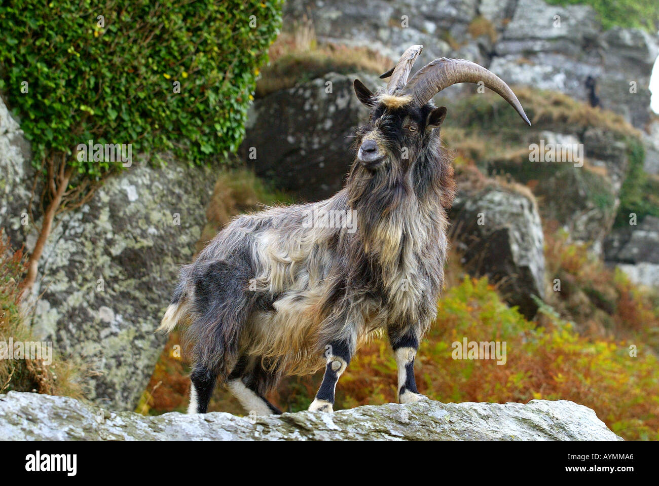 One of the feral goats that live in Lynton's Valley of the Rocks in ...