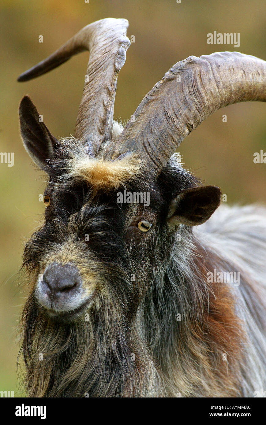 Feral goats valley of the rocks hi-res stock photography and images - Alamy