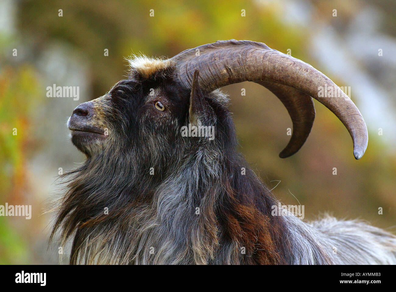 One of the feral goats that live in Lynton's Valley of the Rocks in ...
