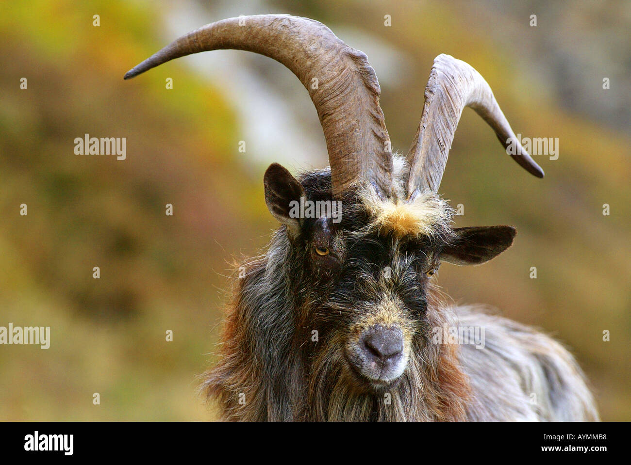 One of the feral goats that live in Lynton's Valley of the Rocks in ...