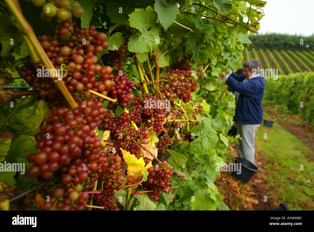 Grape picking at Manstree Vineyard Shillingford St George near Exeter ...