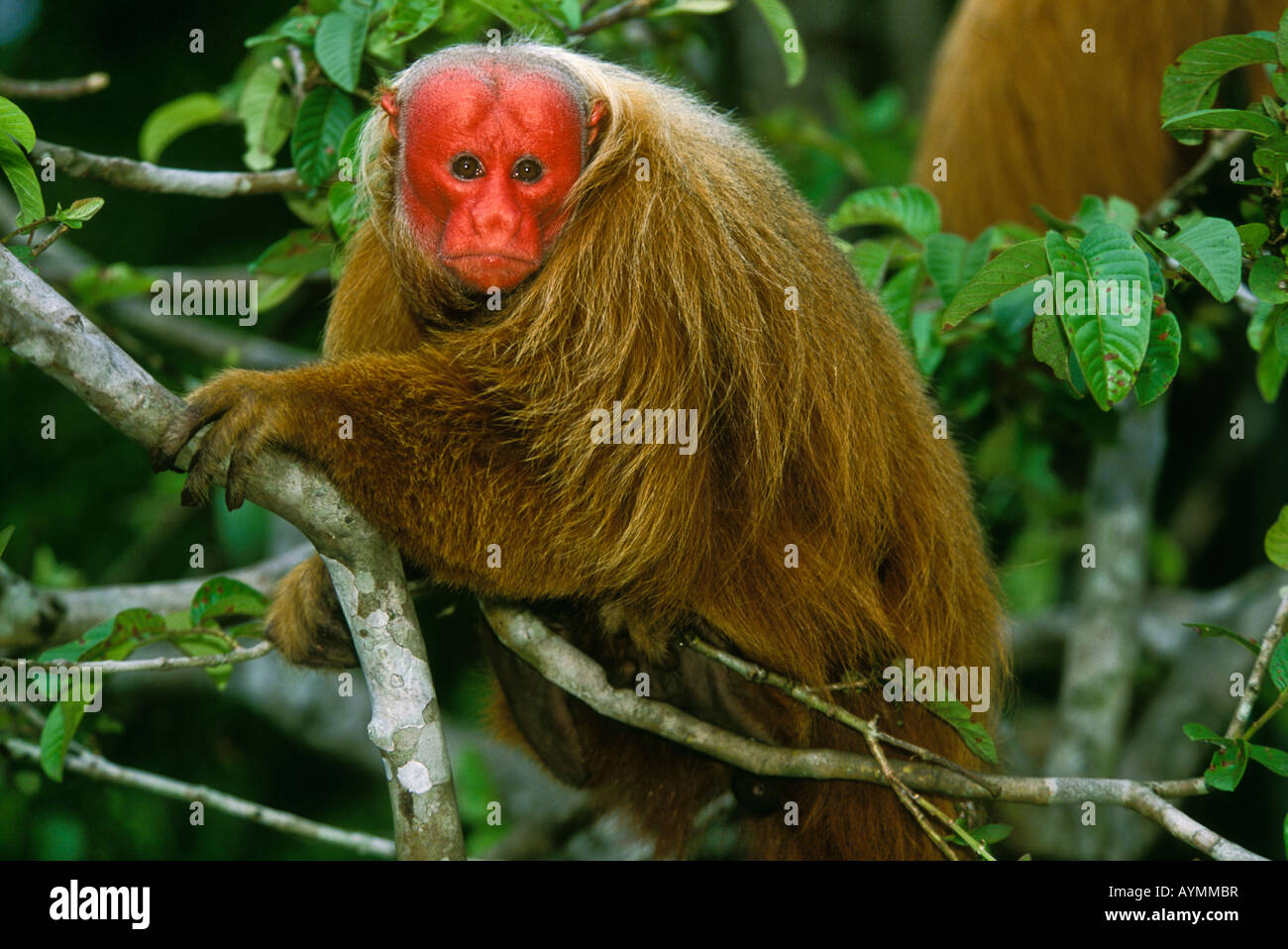 Cacajao calvus rubicundus Red Urakari Monkey Amazon Region Brazil Stock ...