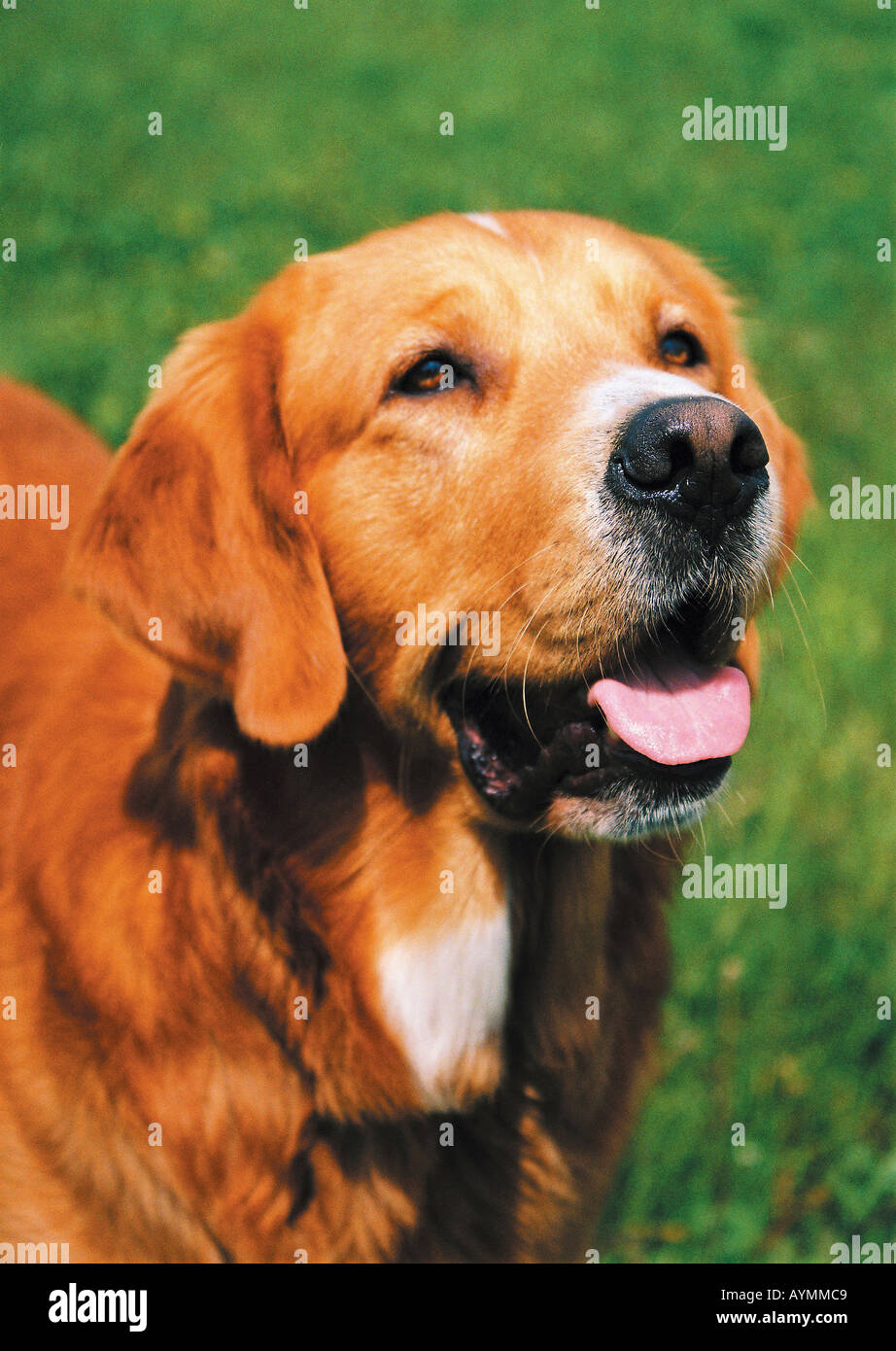 Gelber Englischer Labrador Retriever
