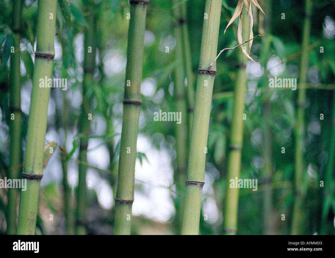 Landscape of Bamboo Stock Photo - Alamy