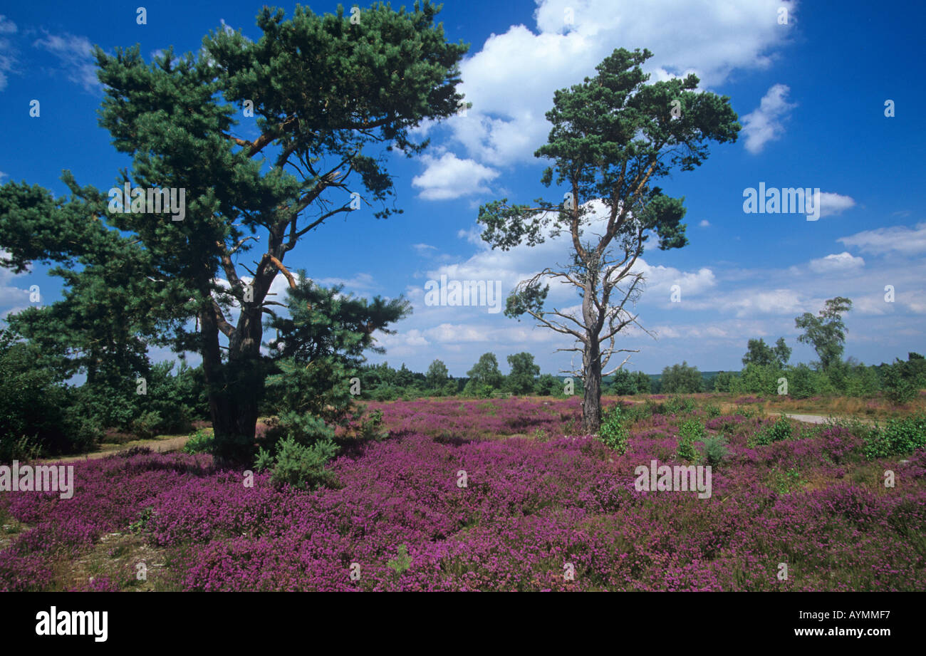 Frensham common summer hi-res stock photography and images - Alamy