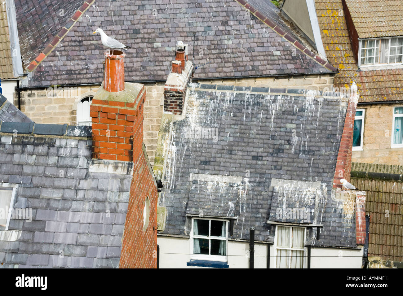 Seagull droppings mess on rooves in Staithes, North Yorkshire UK Stock ...