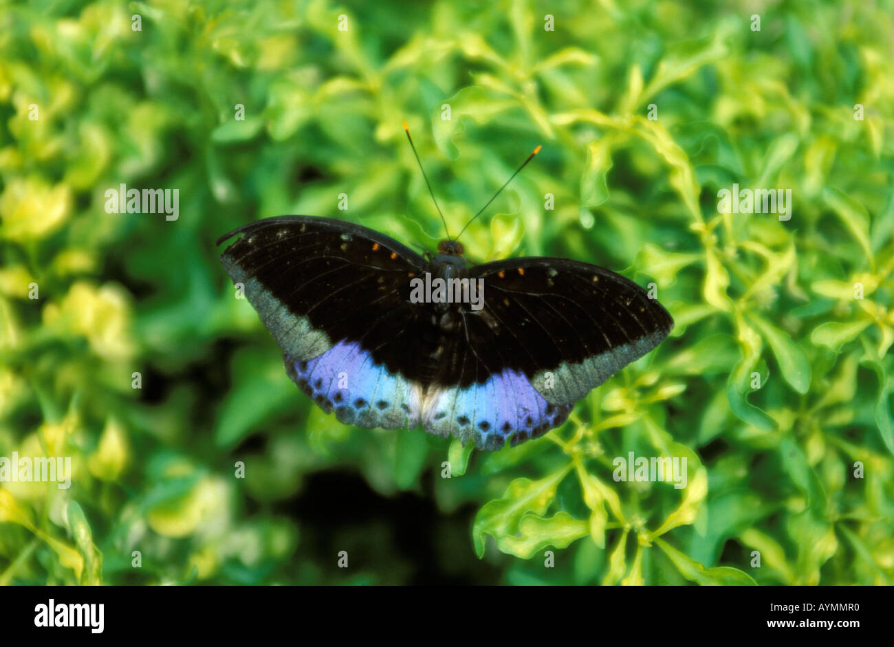 Cameron Highlands butterfly Stock Photo - Alamy