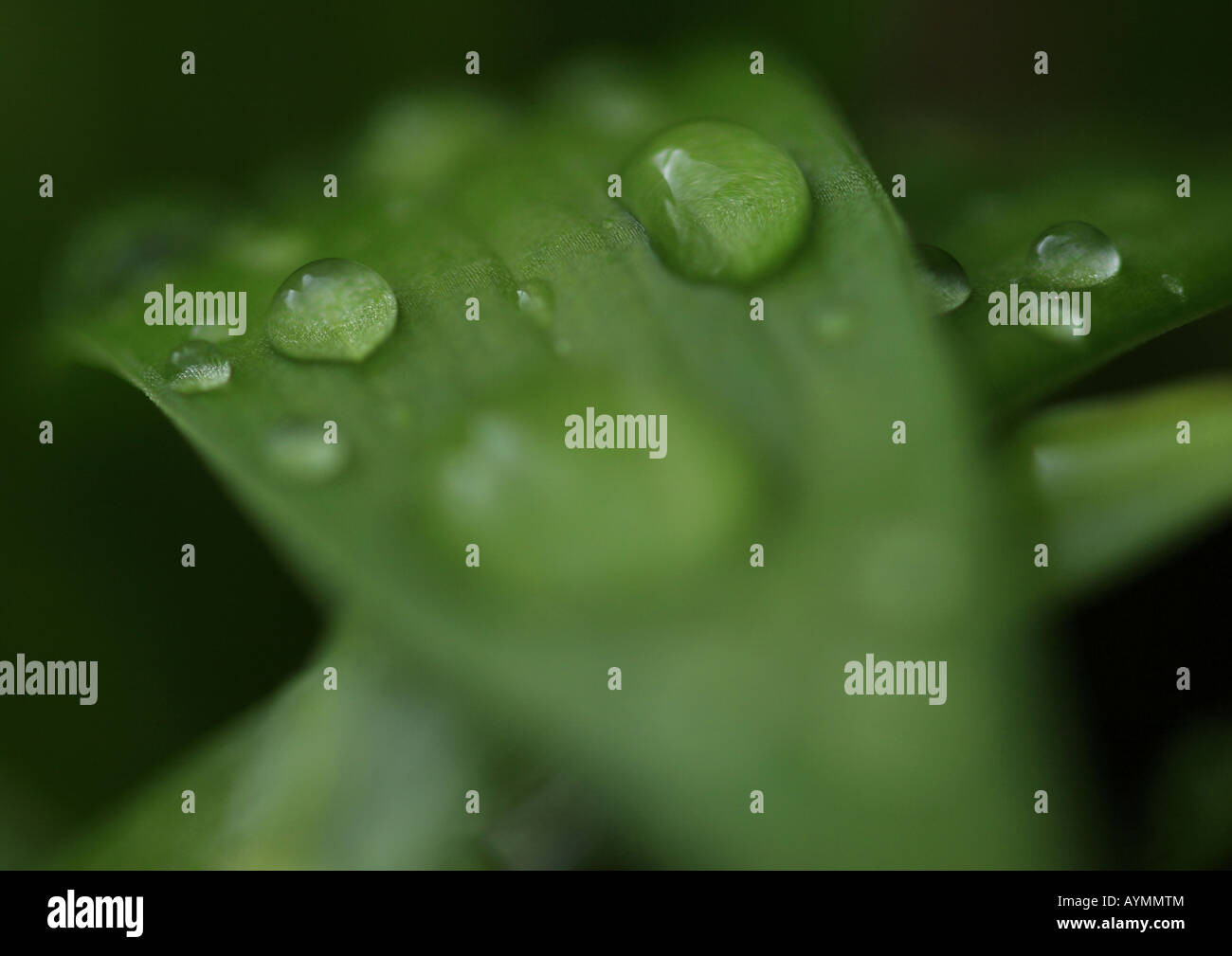 water droplets forming on leaves Stock Photo - Alamy