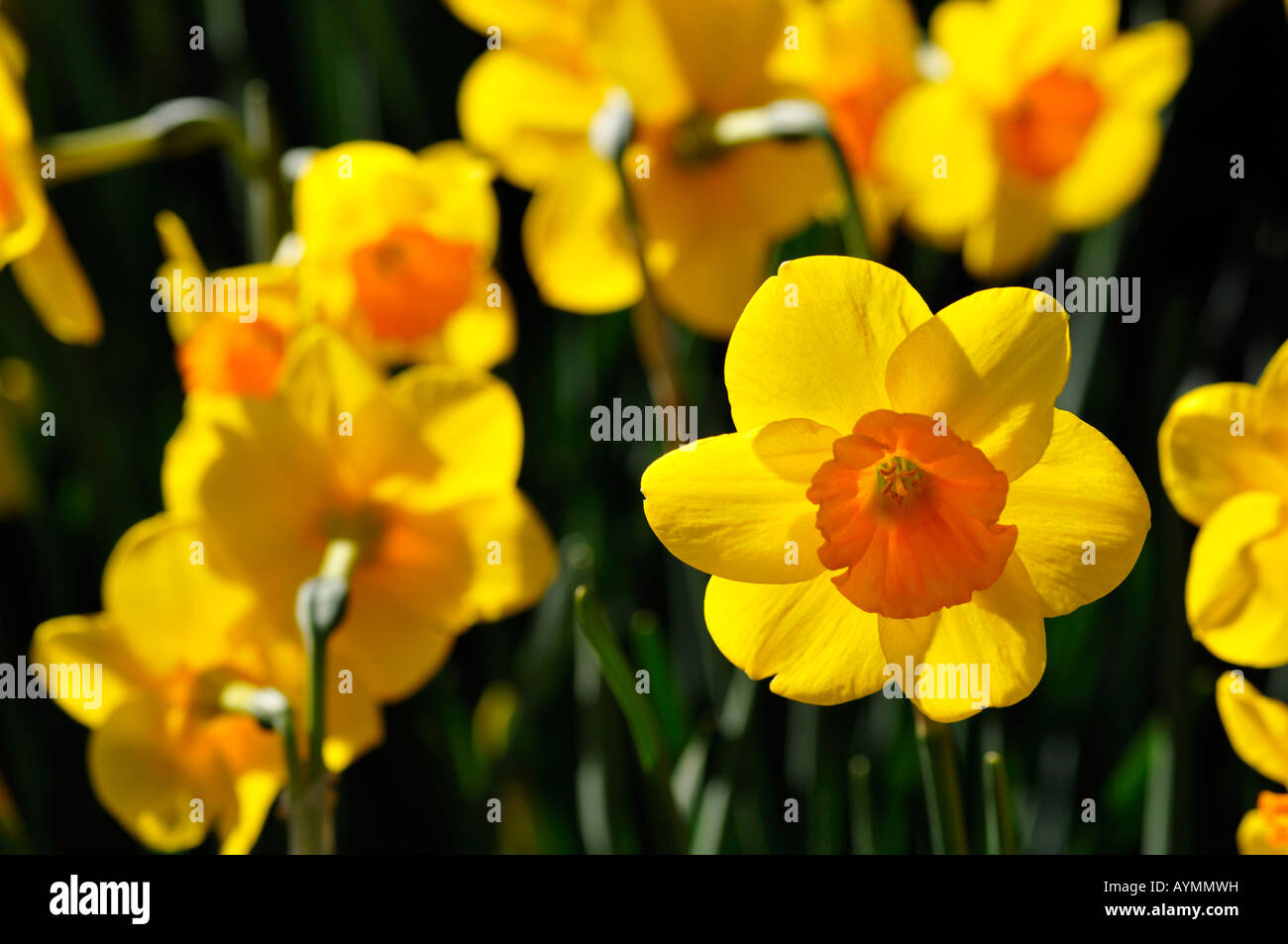 Narcissus suzy daffodil yellow flower hi-res stock photography and ...