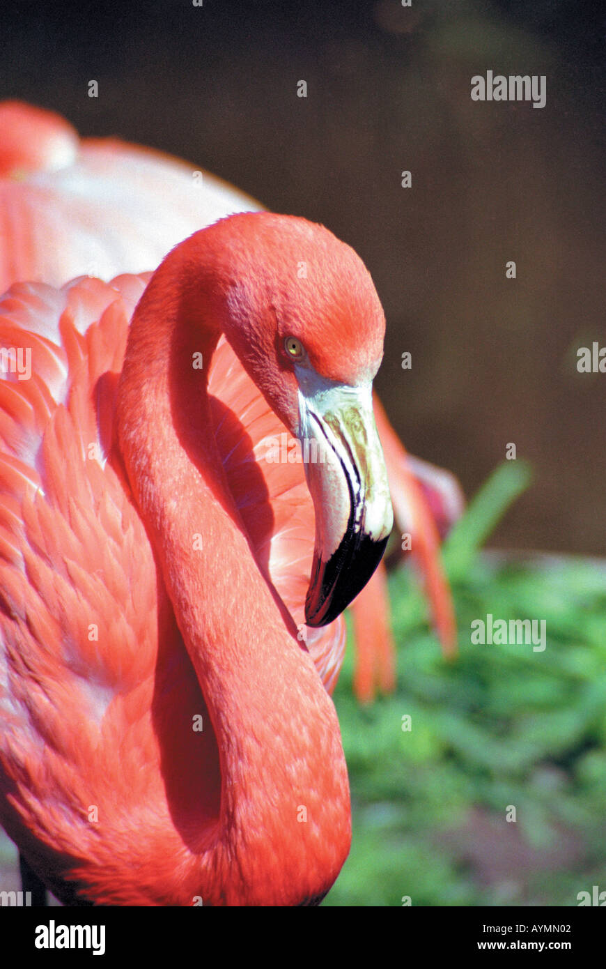 Kubaflamingo hi-res stock photography and images - Alamy