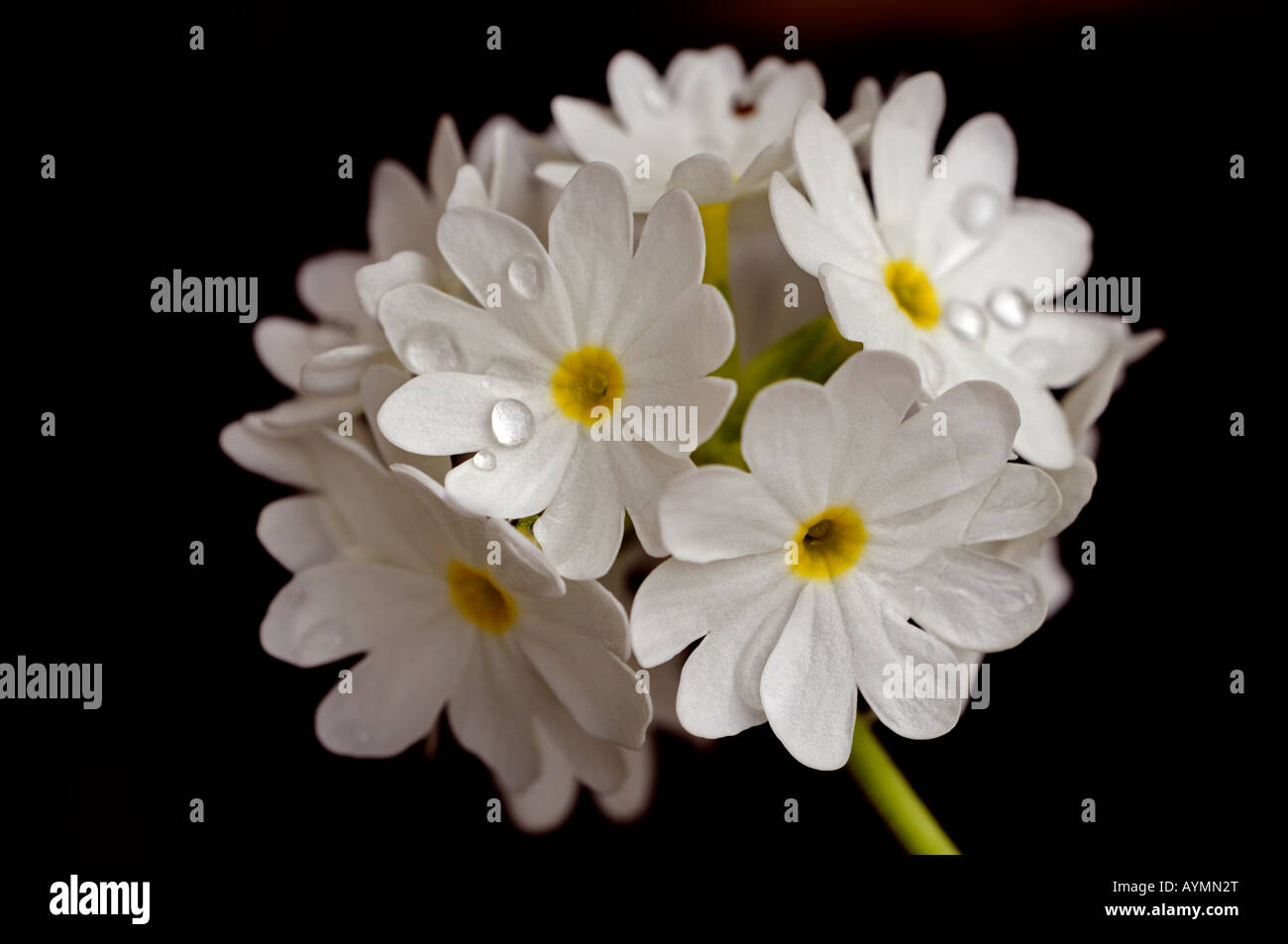 Primula denticulata var alba drumstick primrose white flower closeup ...