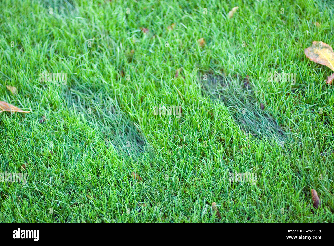 footprints in grass Stock Photo - Alamy