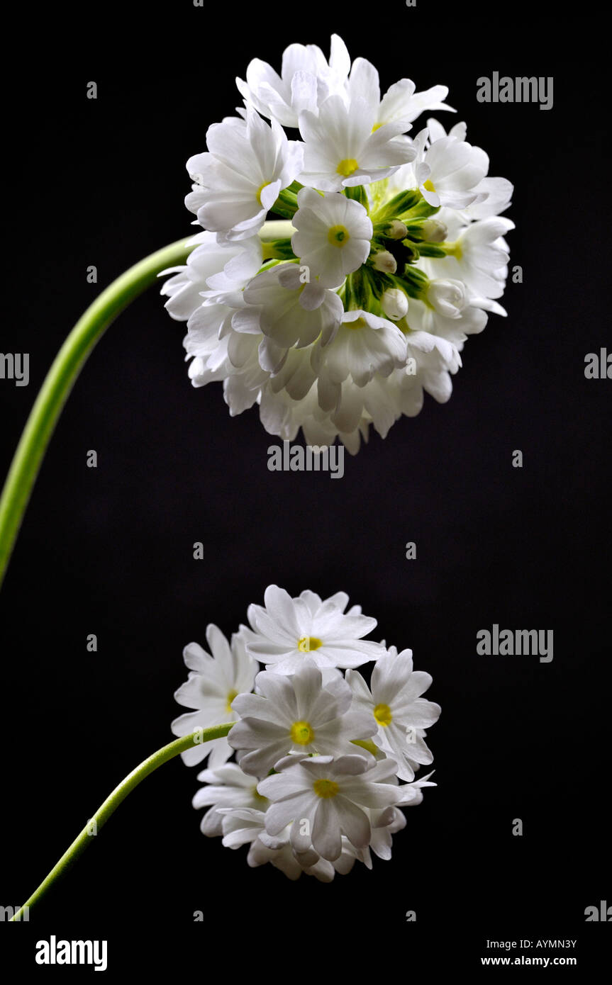 Primula denticulata var alba drumstick primrose white flower closeup ...