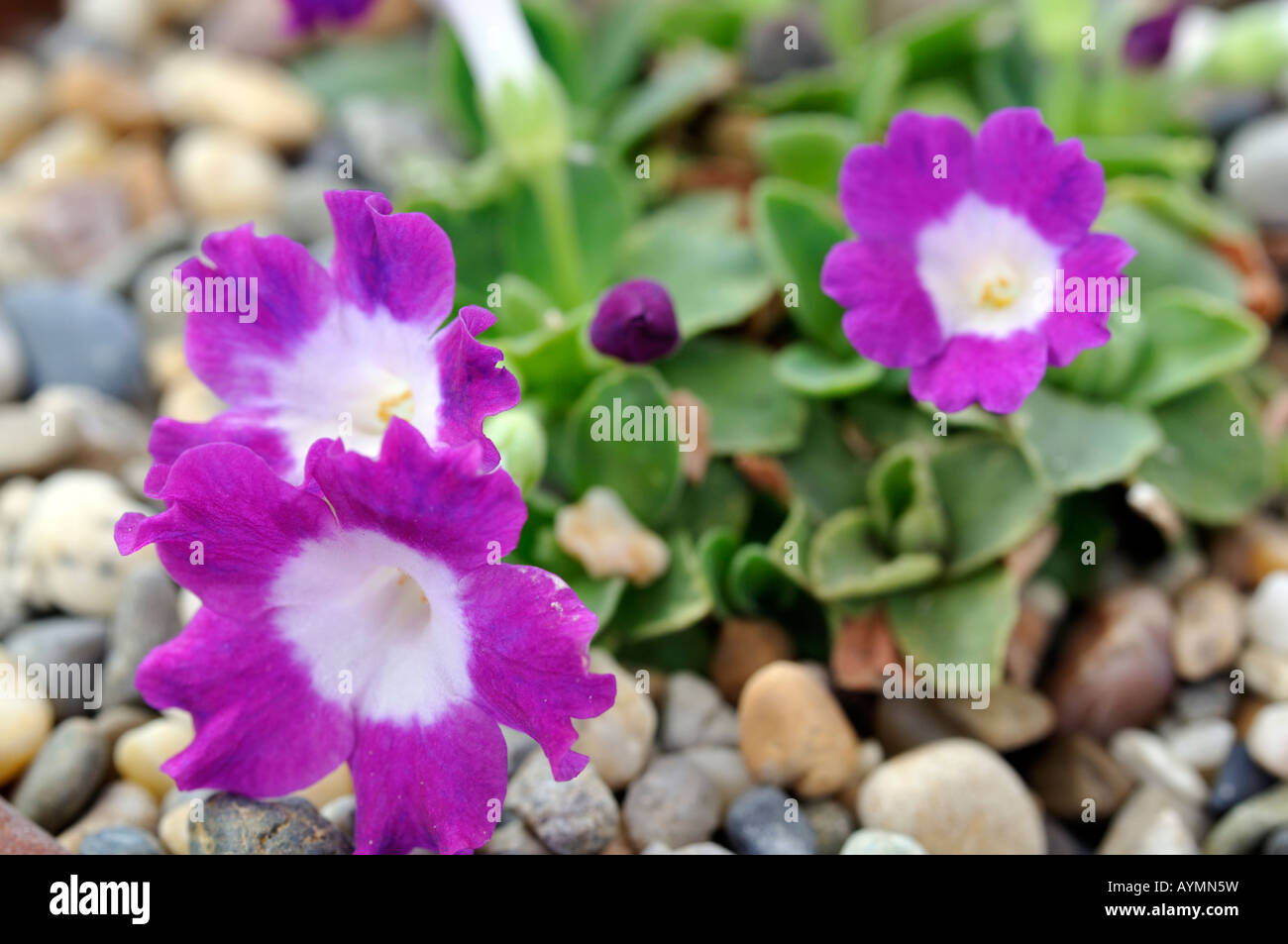 Purple and white primula flowers set against a stone background Stock ...
