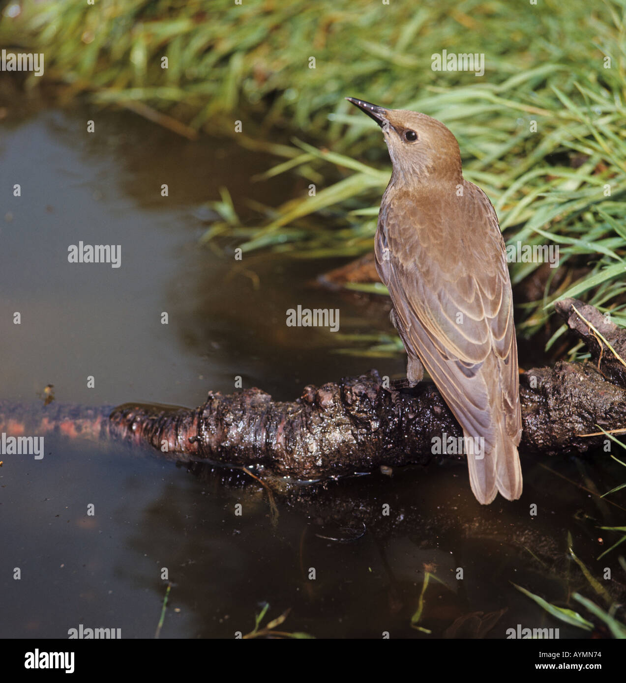 Family of starlings hi-res stock photography and images - Alamy