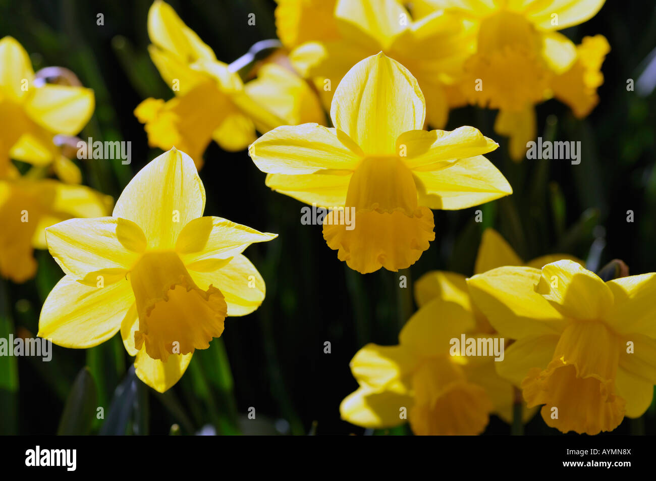 narcissus dutch yellow flower perianth with yellow corona cup ...