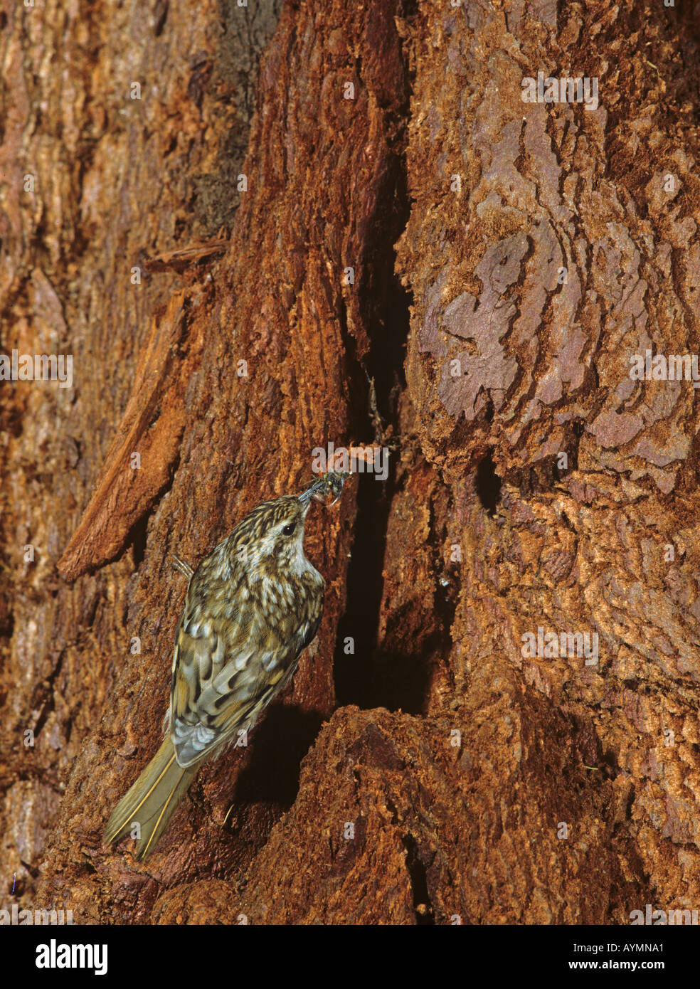Tree Creeper Certhia familiaris at Nest Stock Photo - Alamy