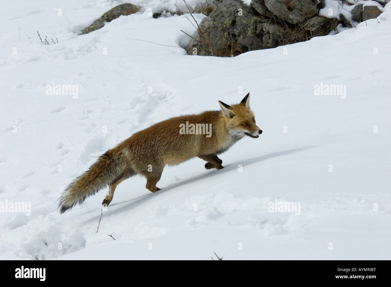 fox foxes red Vulpes vulpes canidae mammal mountain winter snow ...