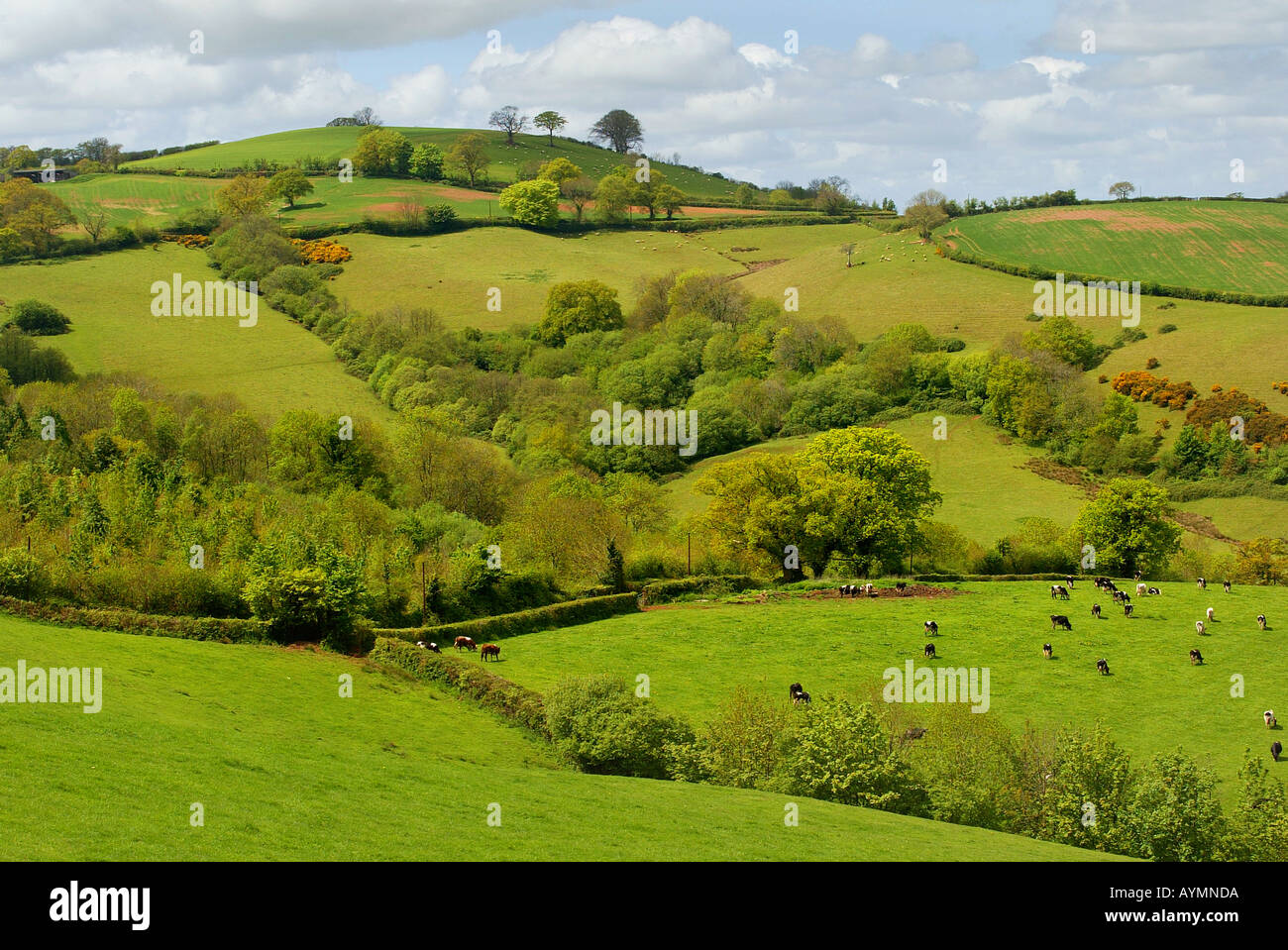 Devon countryside hi-res stock photography and images - Alamy