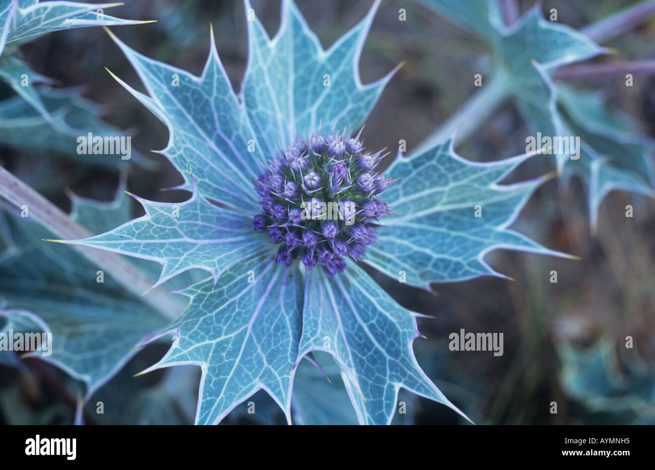 Blue pain on pebbles hi-res stock photography and images - Alamy