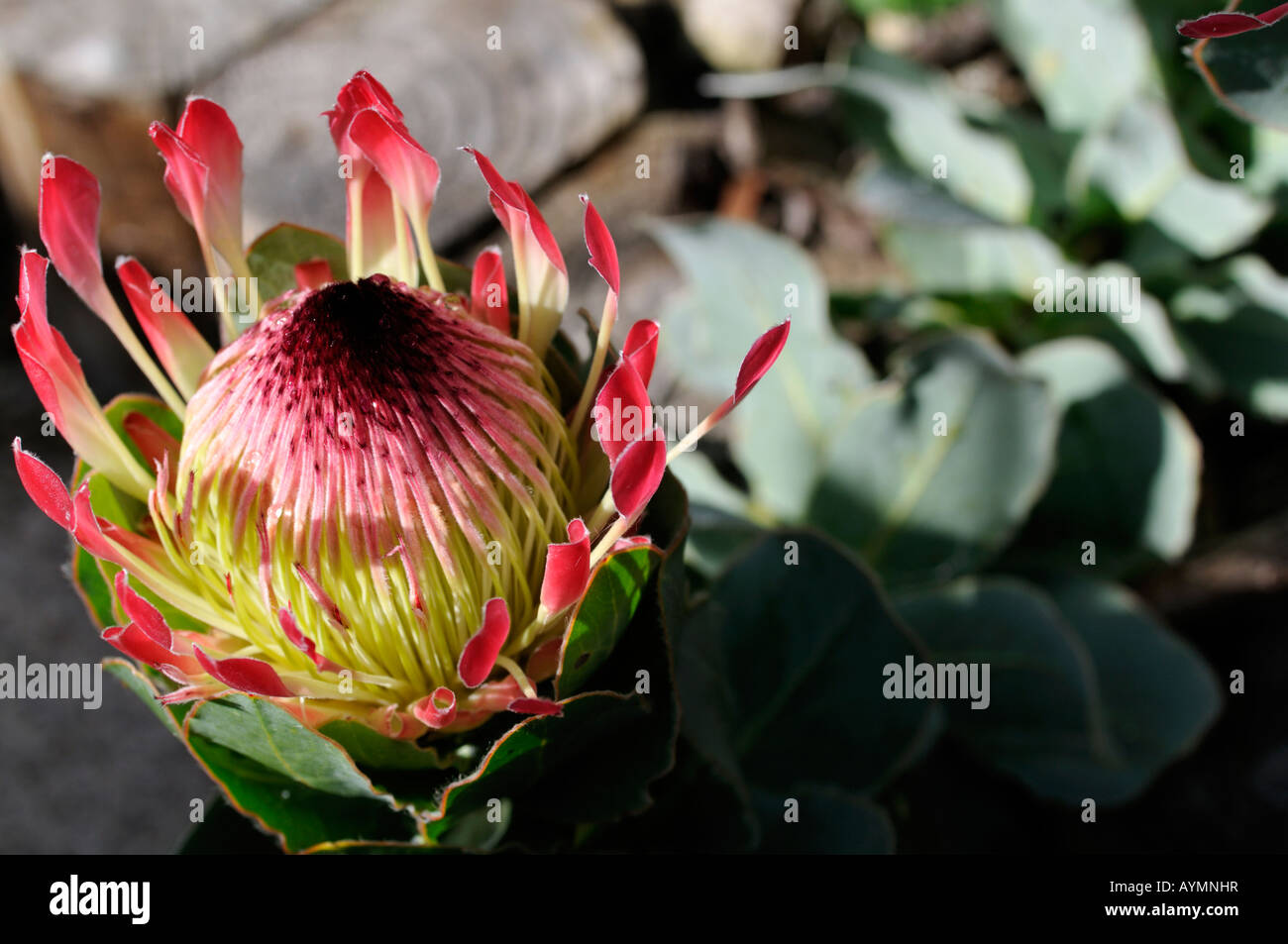 Pink tipped leaves of the broad-leafed sugarbush Flower bud Protea ...