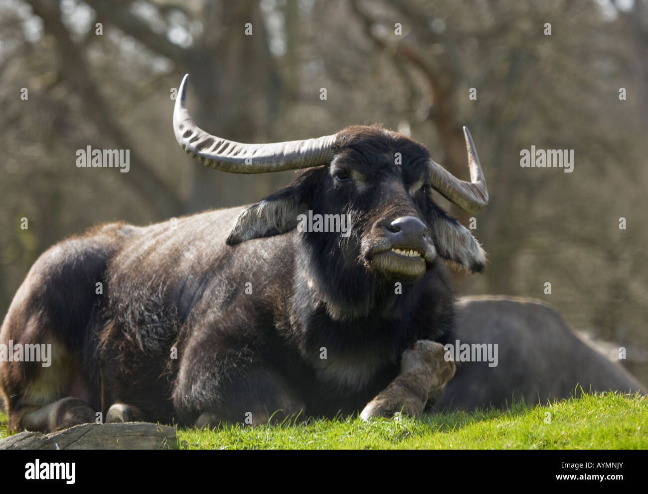 Resting water buffalo hi-res stock photography and images - Alamy