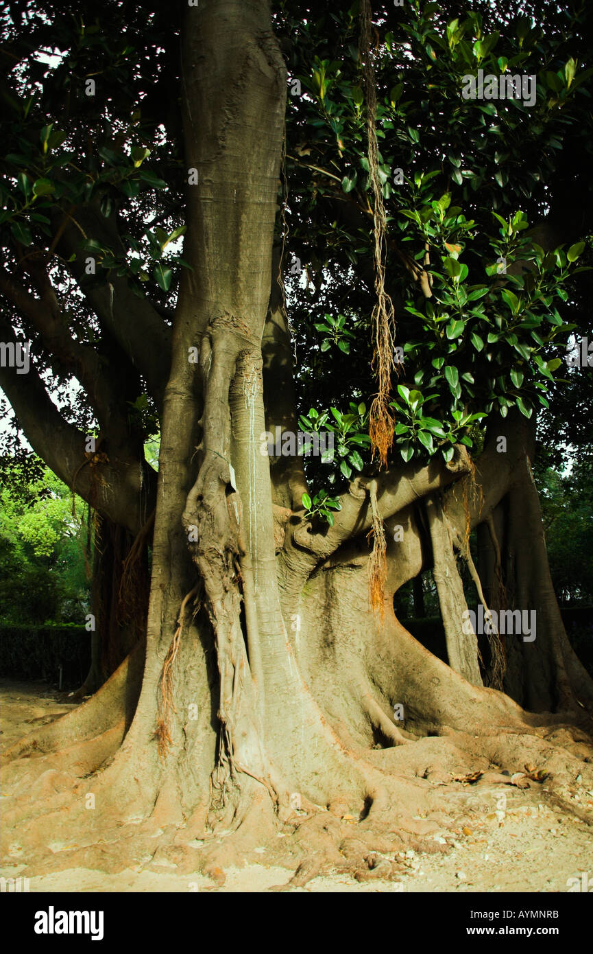 old tree roots at botanical garden Stock Photo - Alamy