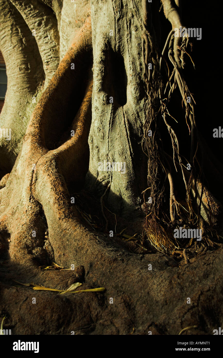 old tree roots at botanical garden Stock Photo - Alamy