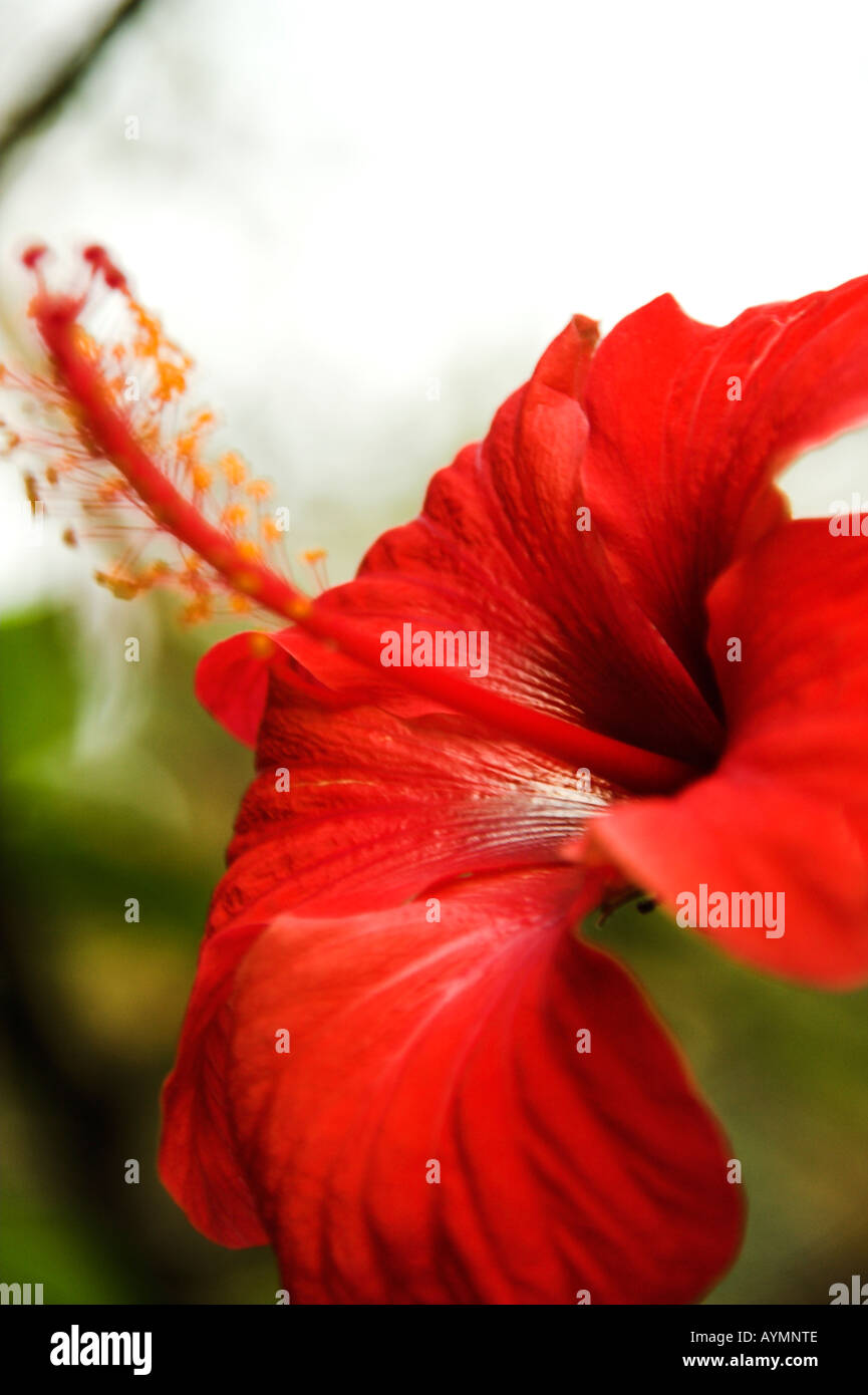 red hibiscus flower Stock Photo - Alamy