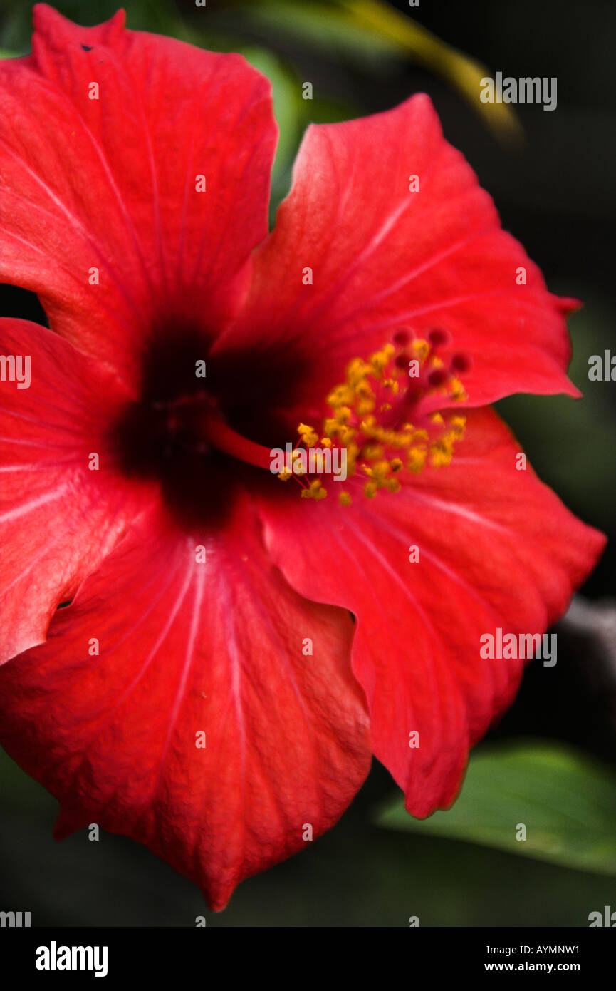 red hibiscus flower Stock Photo - Alamy
