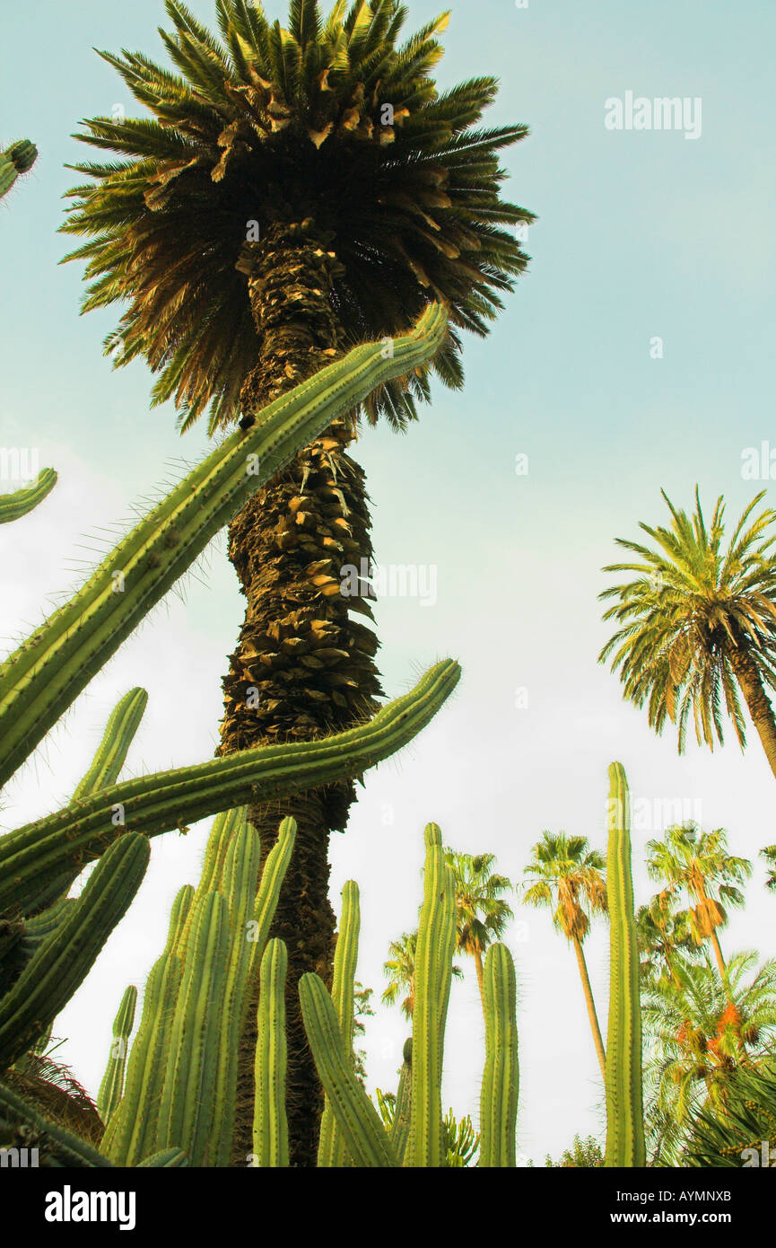 Botanical Garden, cactus x palm trees Stock Photo - Alamy