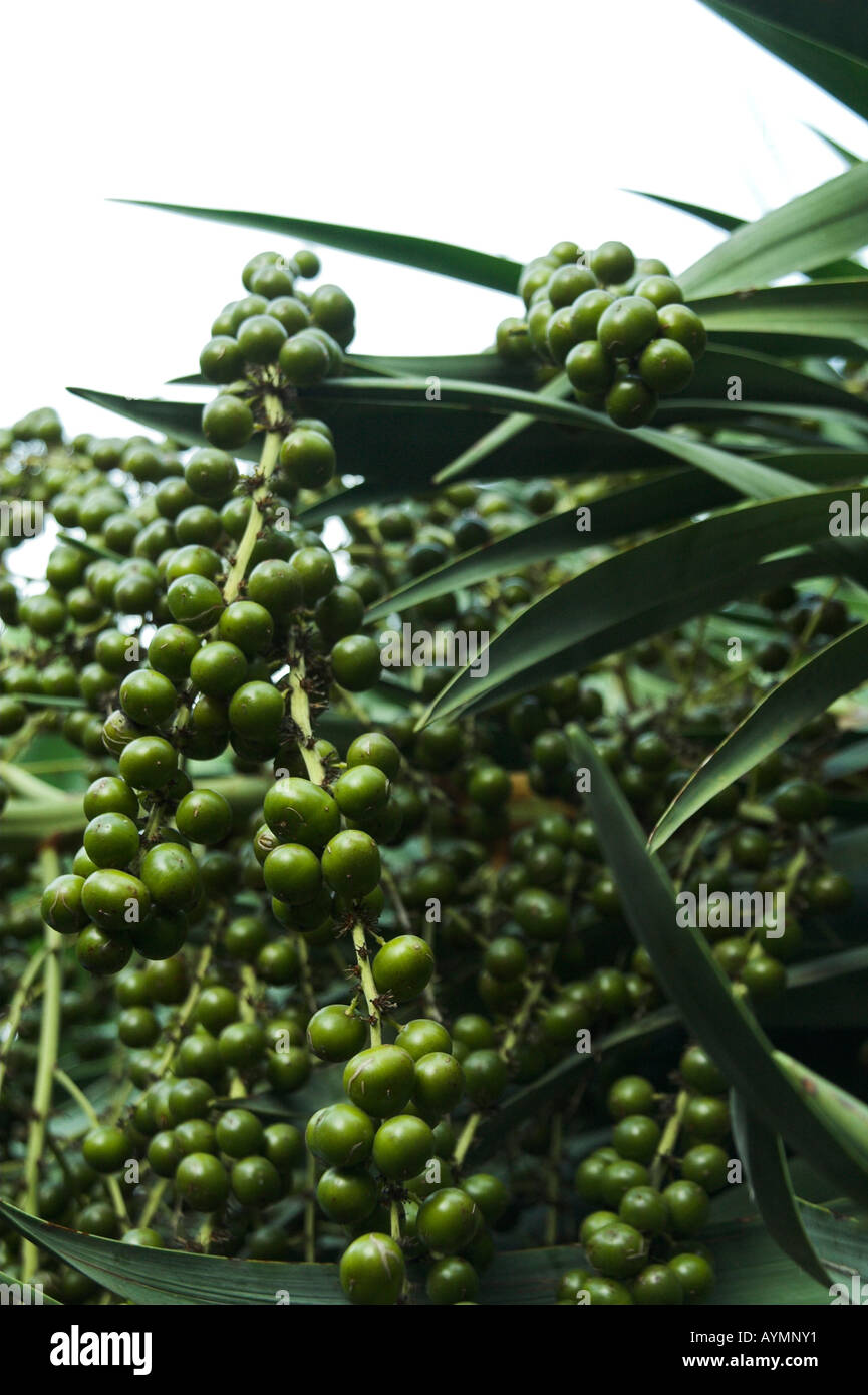 palm tree seeds Stock Photo - Alamy