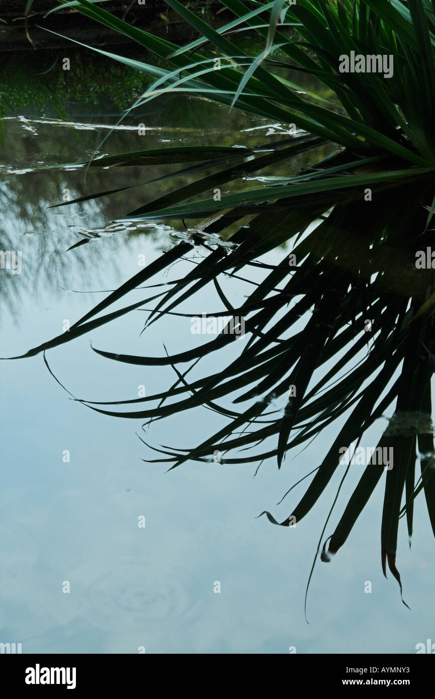 plant reflection in a small lake Stock Photo - Alamy
